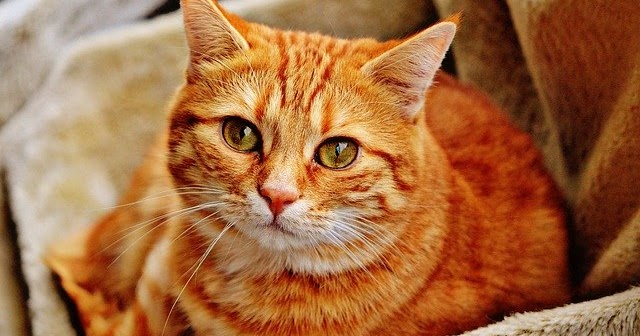 Nama kucing cowok yang KEREN - info terkini