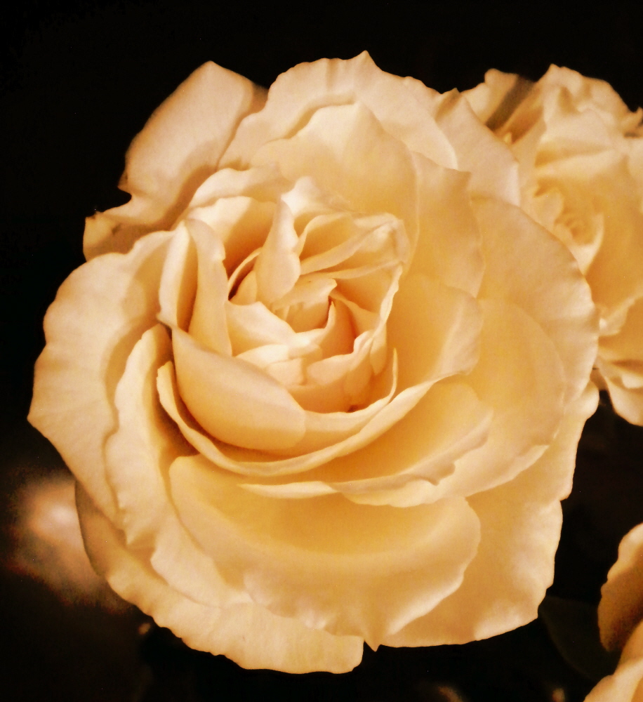 Sherri's Jubilee: My Roses pictures in Sepia