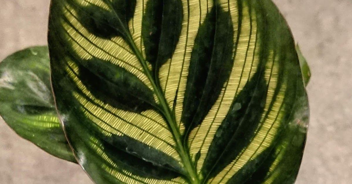 Calathea (og Marantafamilien)
