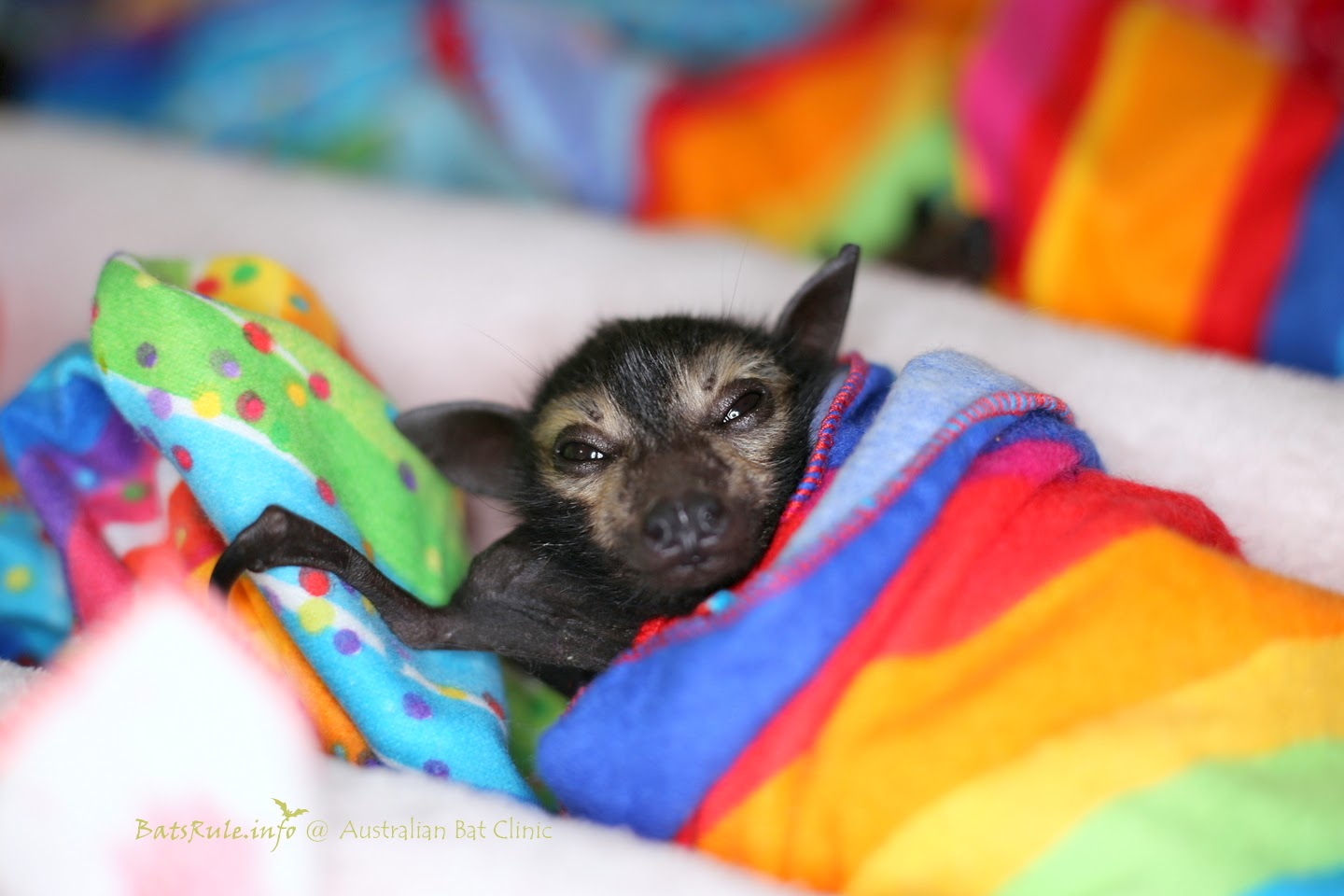 Rehab | Cairns Qld Megabat babies Spectacled in care, Pteropus ...