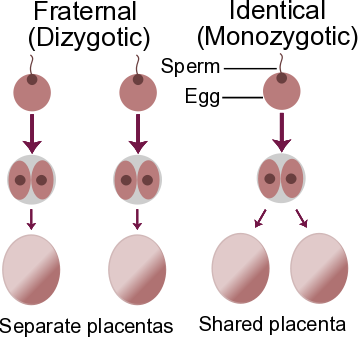 KumpulanpelajaranNazwa : Proses Terbentuknya Bayi Kembar