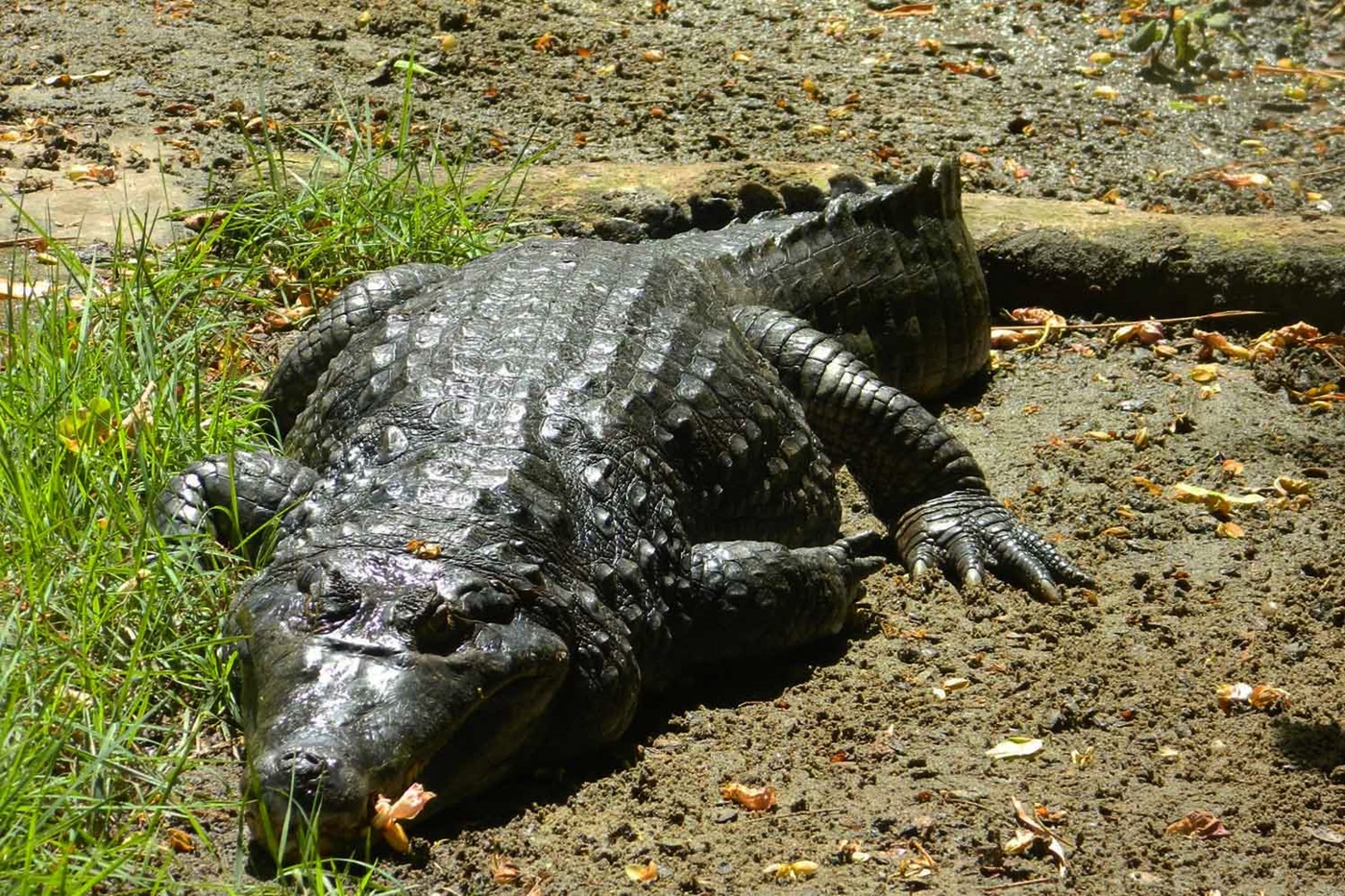 Blog do Edu Ambiental: Jacaré