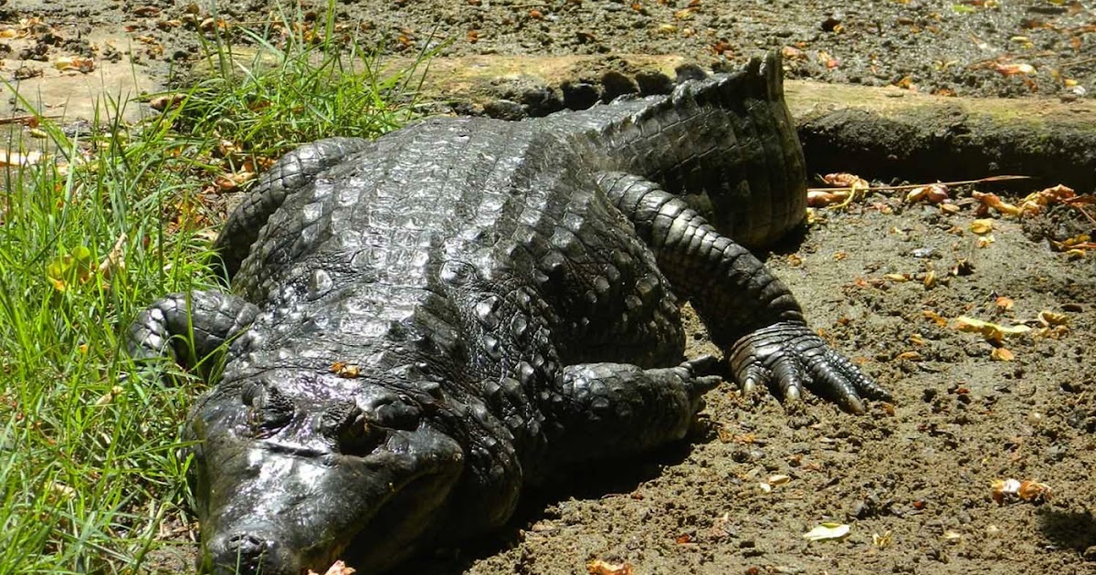 Blog do Edu Ambiental: Jacaré