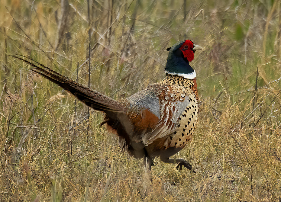 My Big Little World : Male Ring-necked Pheasant is Looking for a Mate