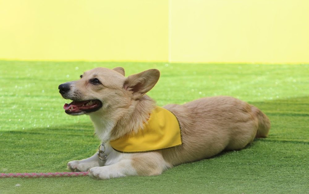 5 Basic Dog Commands To Teach Your Dog Unique Dog Training 5-basic-dog-commands-to-teach-your-dog-unique-dog-training