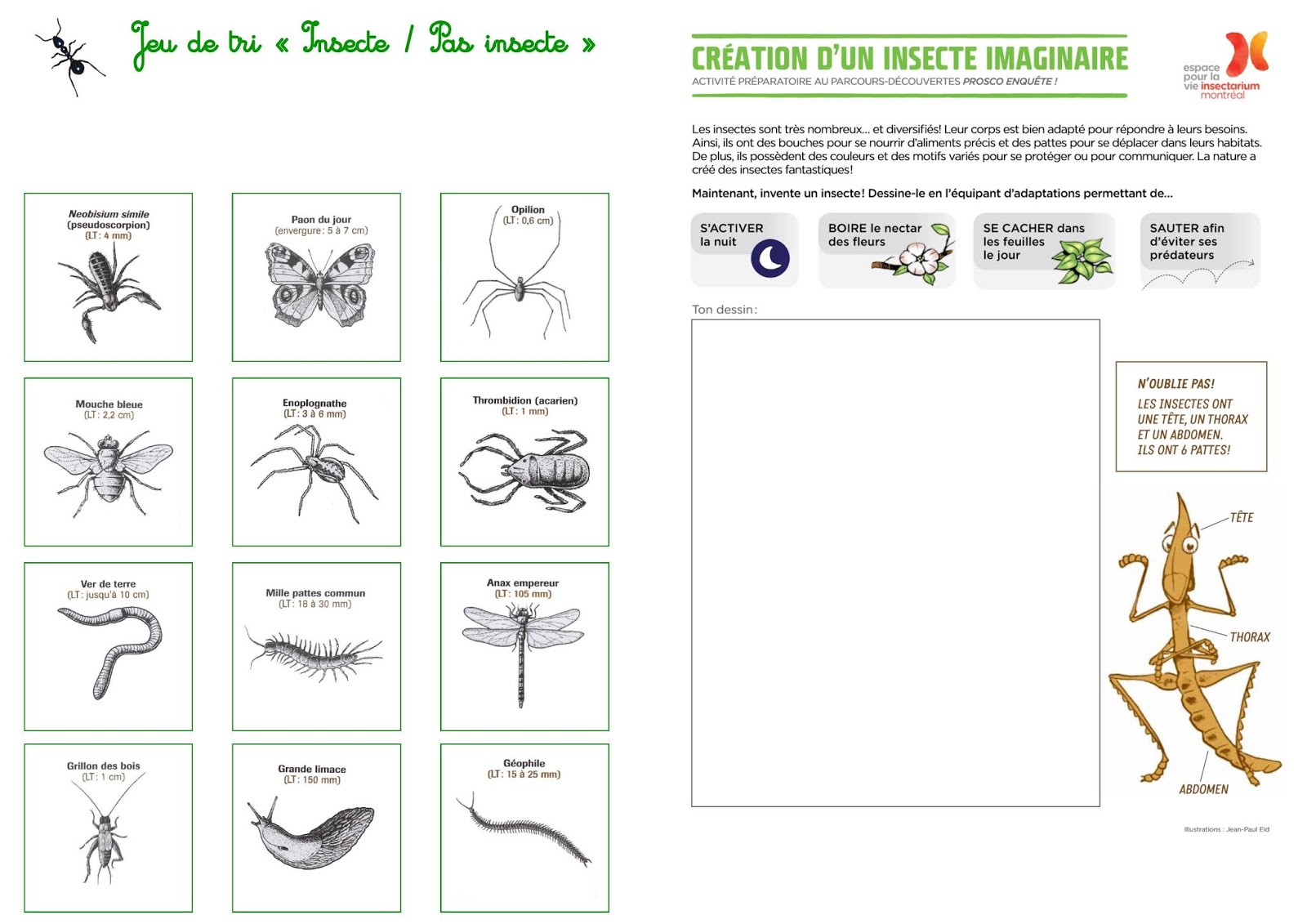 Ulis du collège Anatole France: Reconnaître un insecte