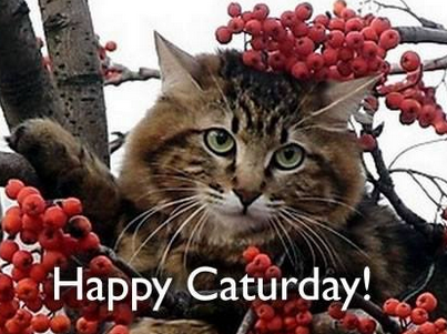 Bonnie's Books: Happy Caturday ~ and birthday wishes