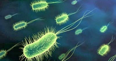 Los Descomponedores ~ CIENCIAS NATURALES