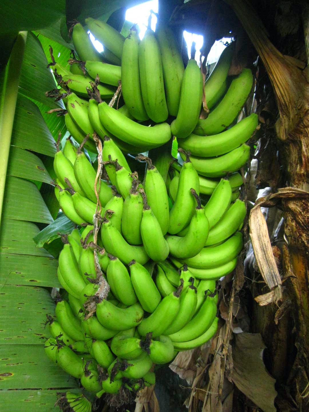 BLOGSOWNKITCHEN: Robusta Pazham at Ollur Home