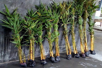 Cara Menanam Bambu Kuning di Rumah - Kashi Hon Yaku Nihongode