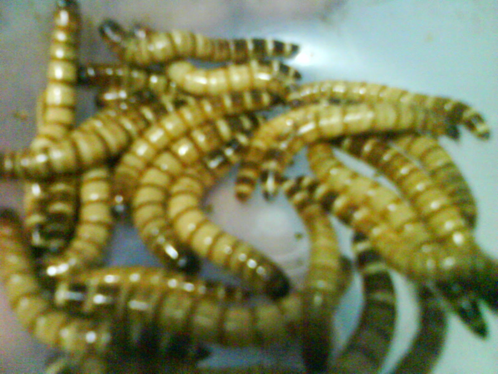 Tahapan Budidaya Ulat Jerman ~ Hobi Aneka Usaha