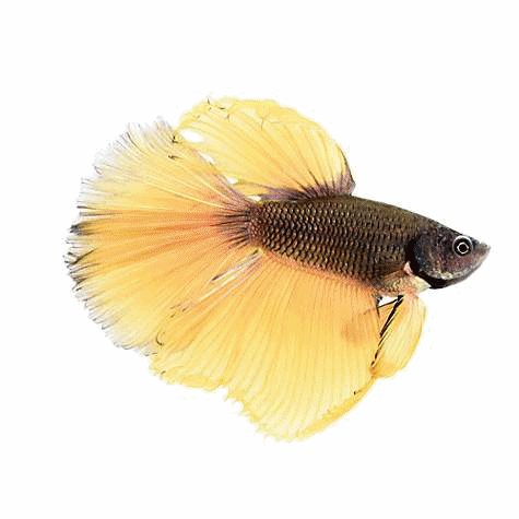 Bumblebee Betta (Betta splendens) - SR | Cupang Indonesia
