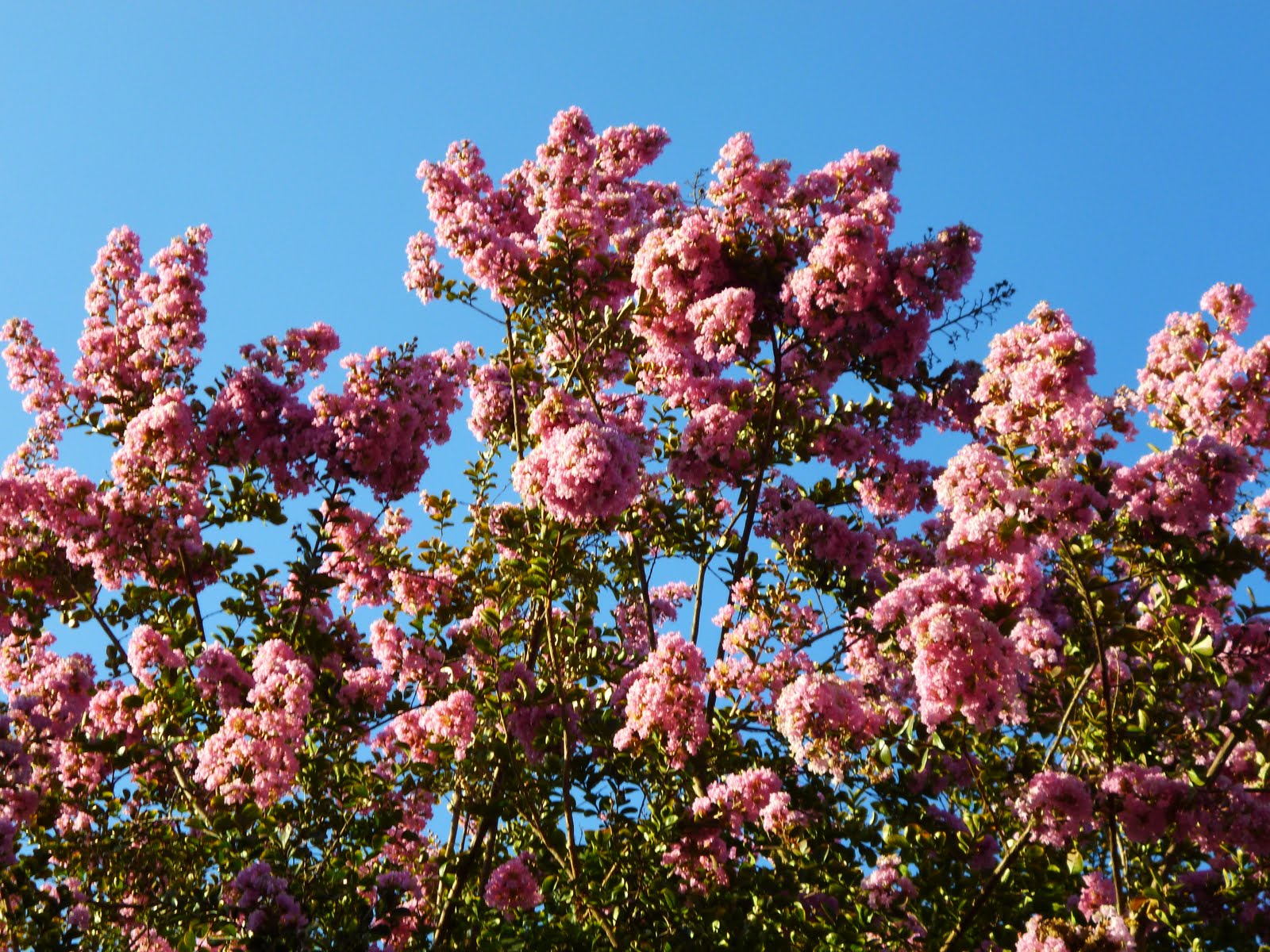 Arizona Highlands: Memories under the Myrtle Tree