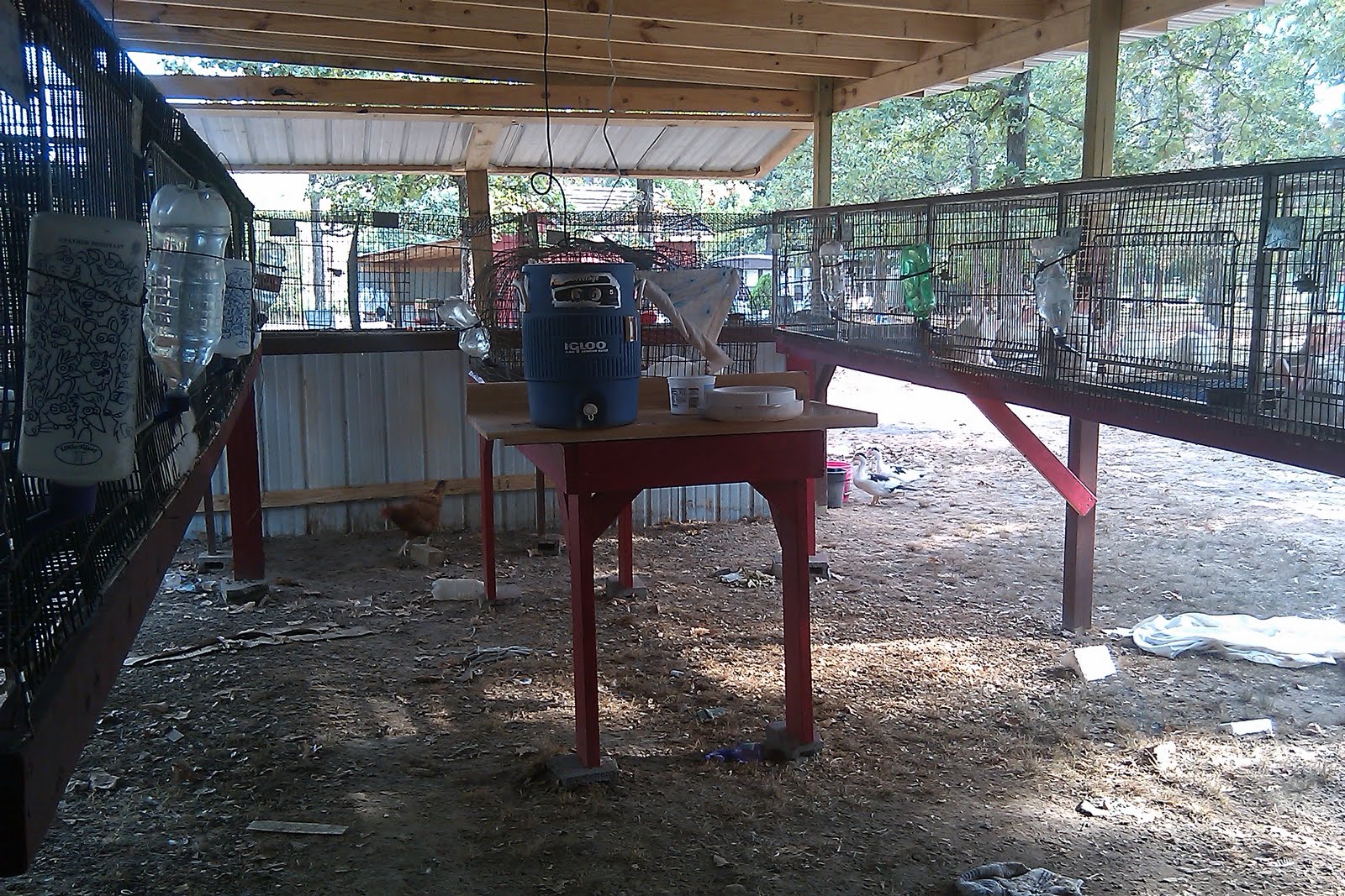 Sunny Dayz Rabbitry: New Rabbit Barn (YAY!)