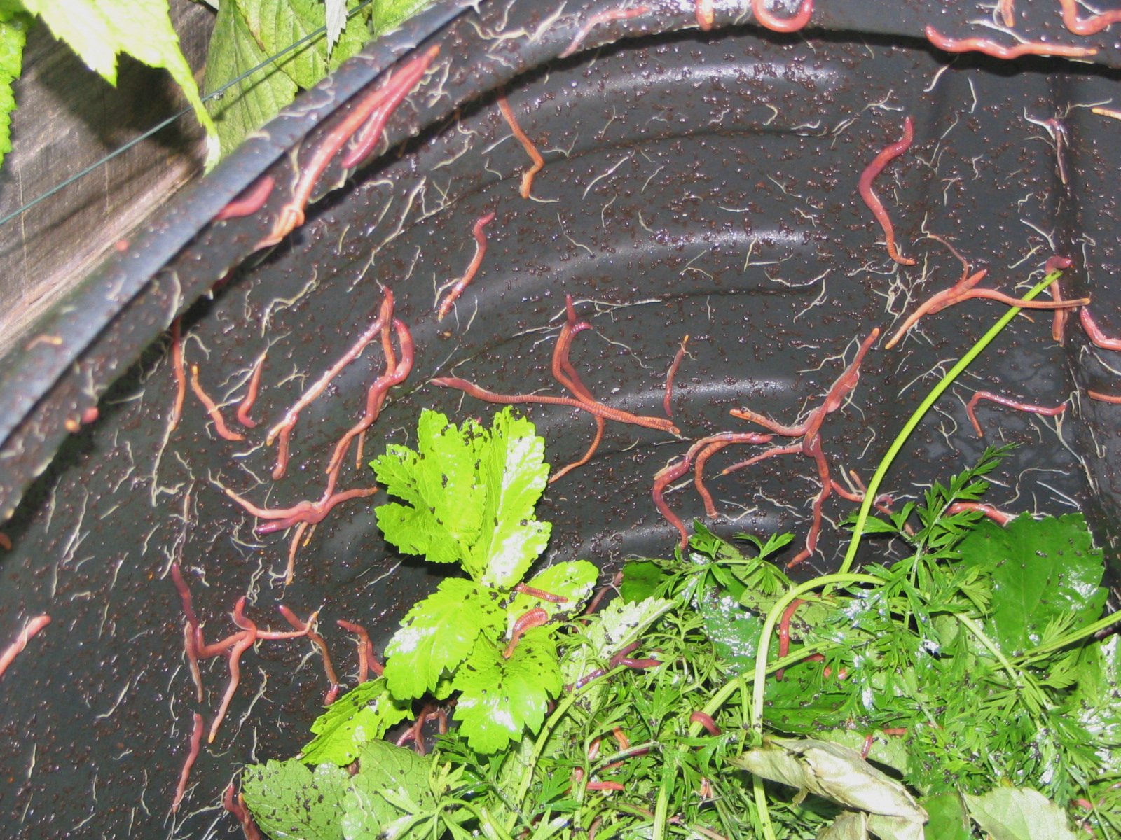 Mark's Veg Plot: Post Mortem