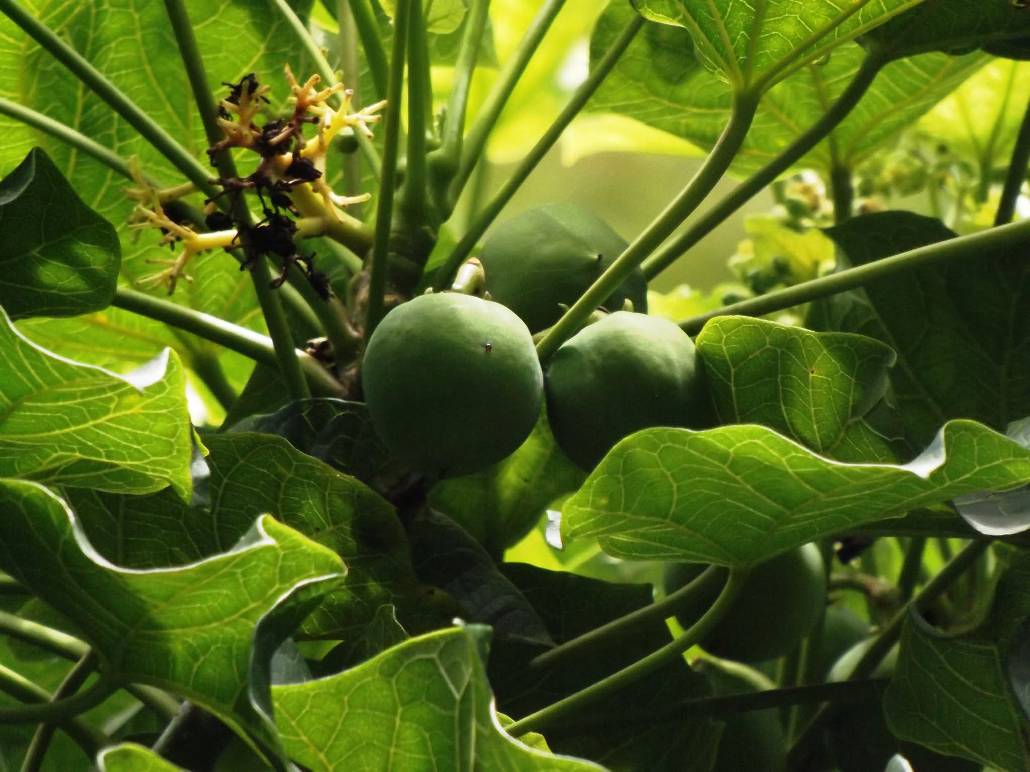 Jamalgota or Gum plant, Jatropha curcas