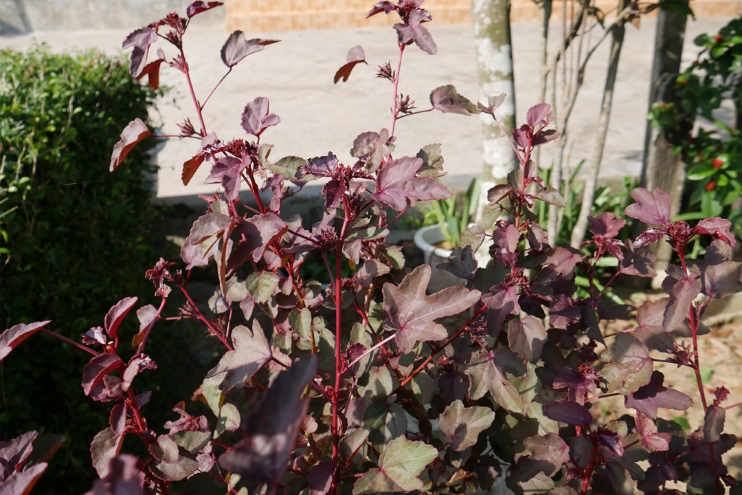 Health Benefits Of Red Roselle That'll Amaze You