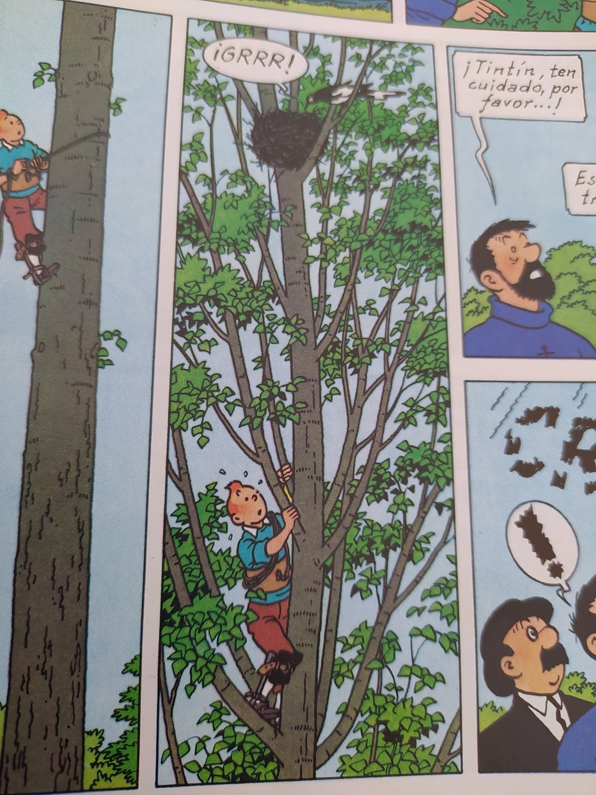 CAMINANT: La garsa, ocell amb fama de lladregot