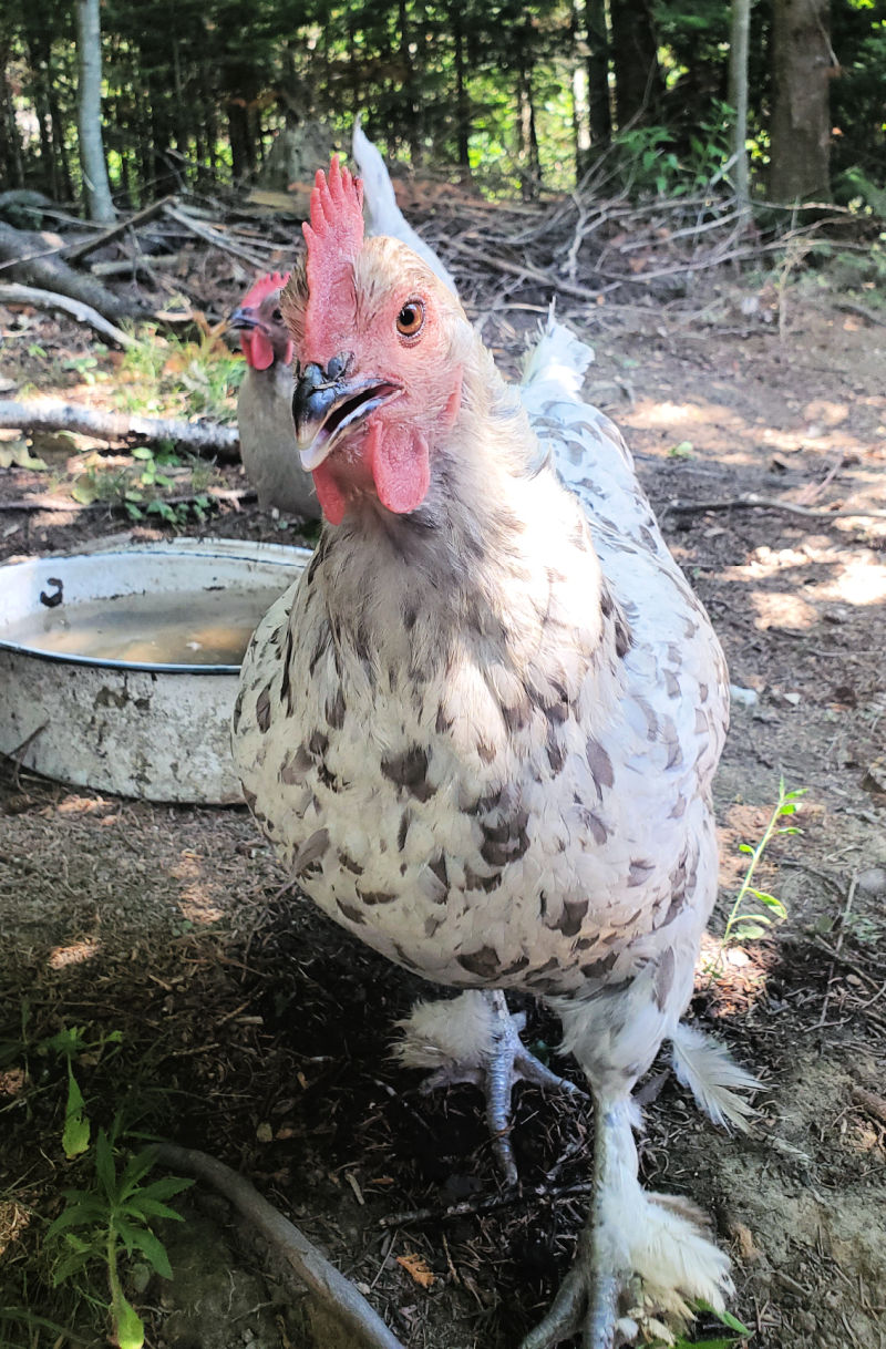 How Do Chickens Stay Cool in the Summer? - Fresh Eggs Daily® with Lisa ...