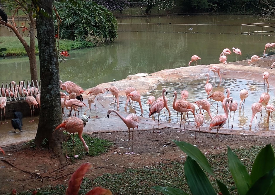 Parques em São Paulo: Conheça os principais parques para visitar em SP