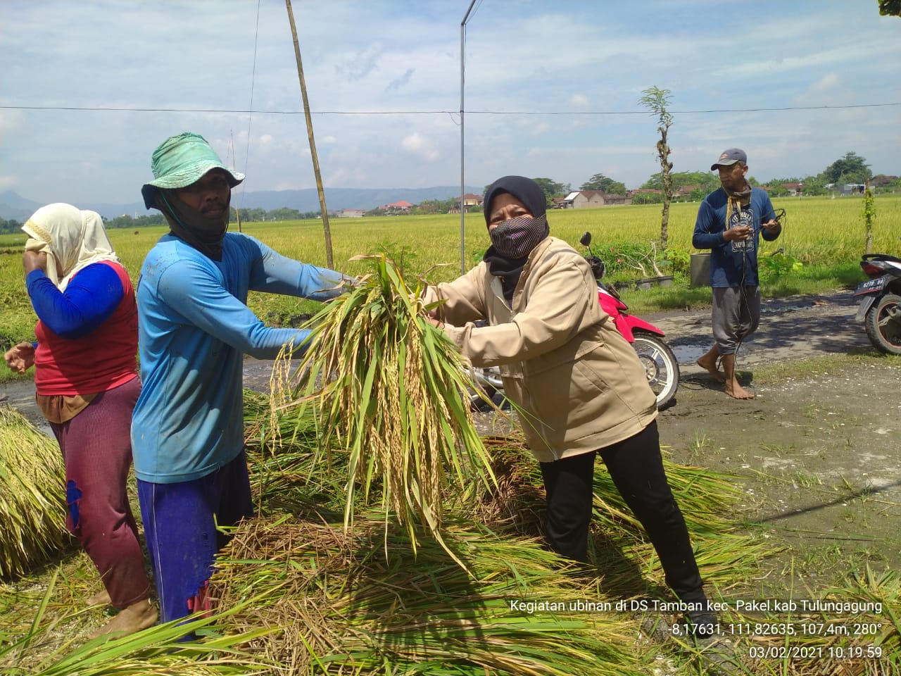 Ubinan Padi Di Desa Tamban