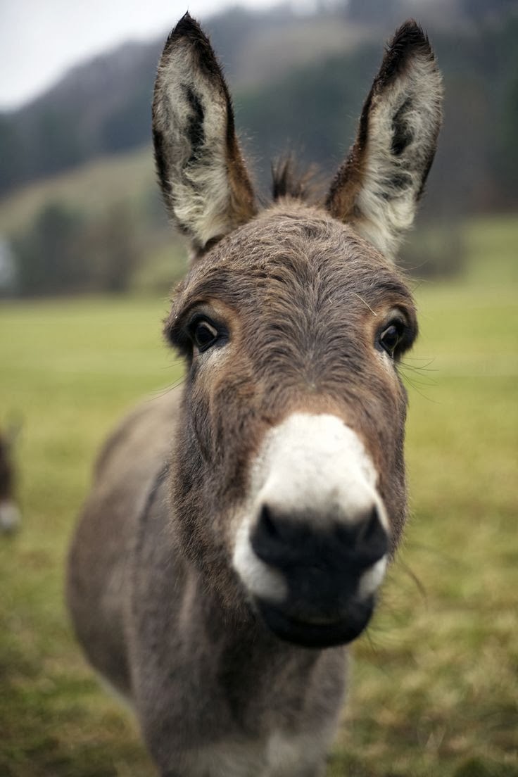 Artelexia El Burro artelexia-el-burro