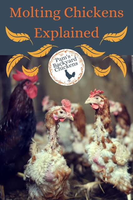 Pam's Backyard Chickens: Molting Chickens Explained