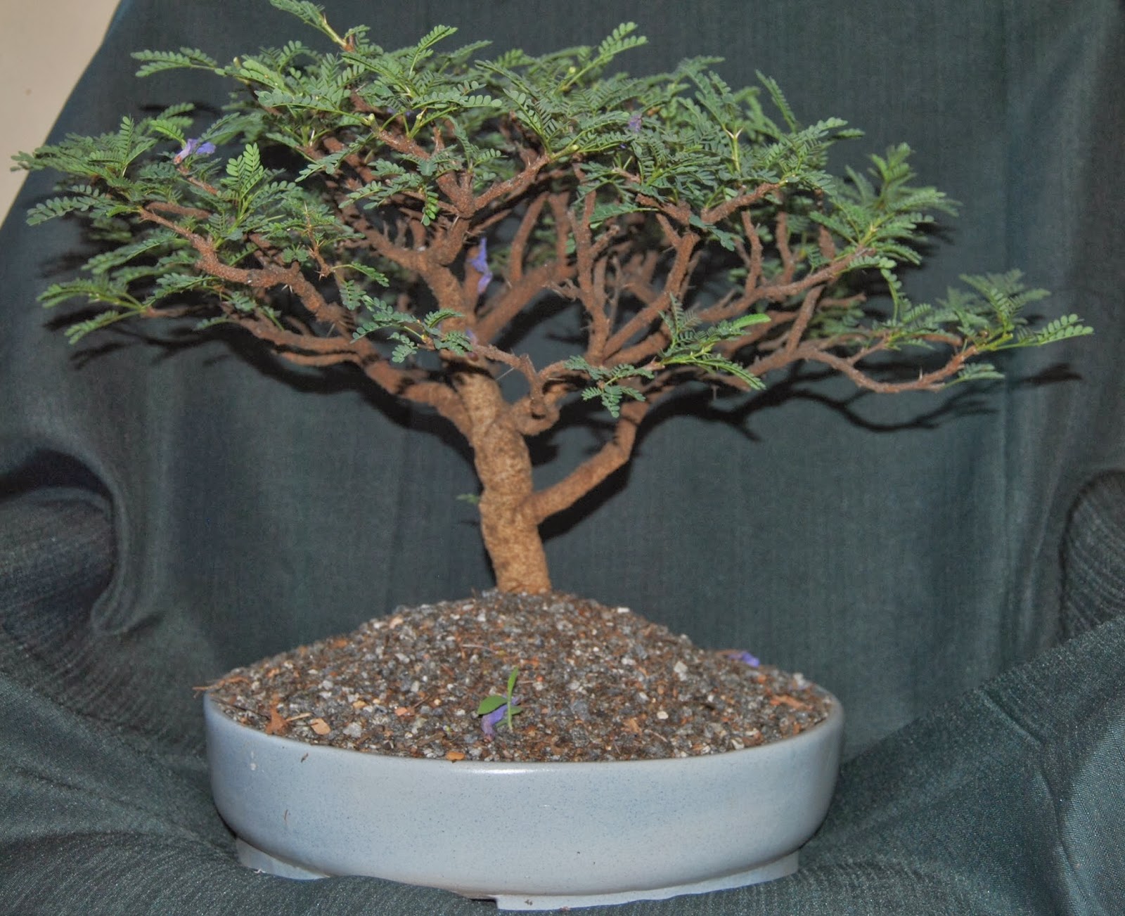 LENNARD'S BONSAI BEGINNINGS.: Acacia karroo - leaf stalks as twigs.