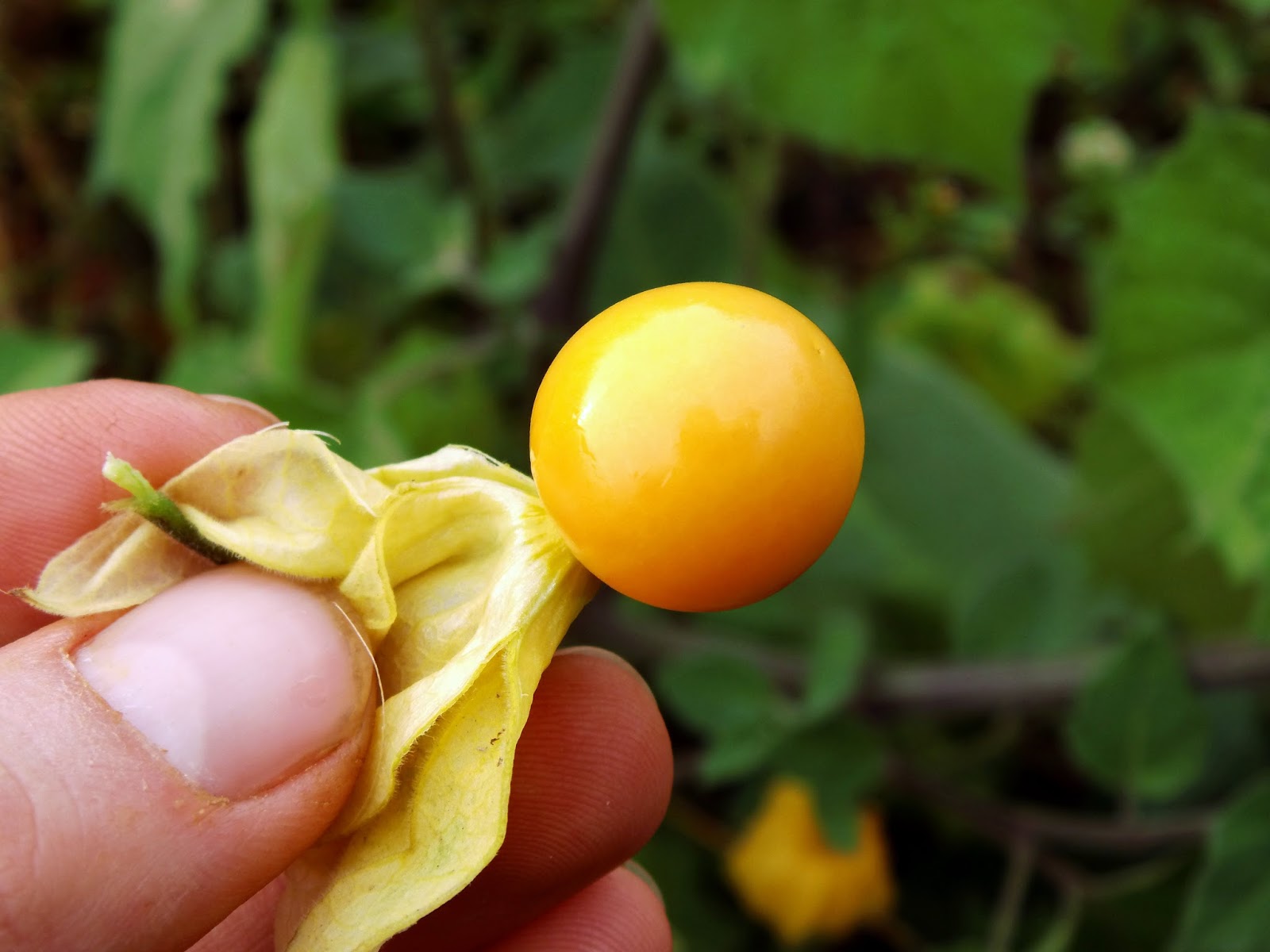 Rodzynek brazylijski: rodzynki z balkonowej skrzynki | BEZ OGRÓDEK ...