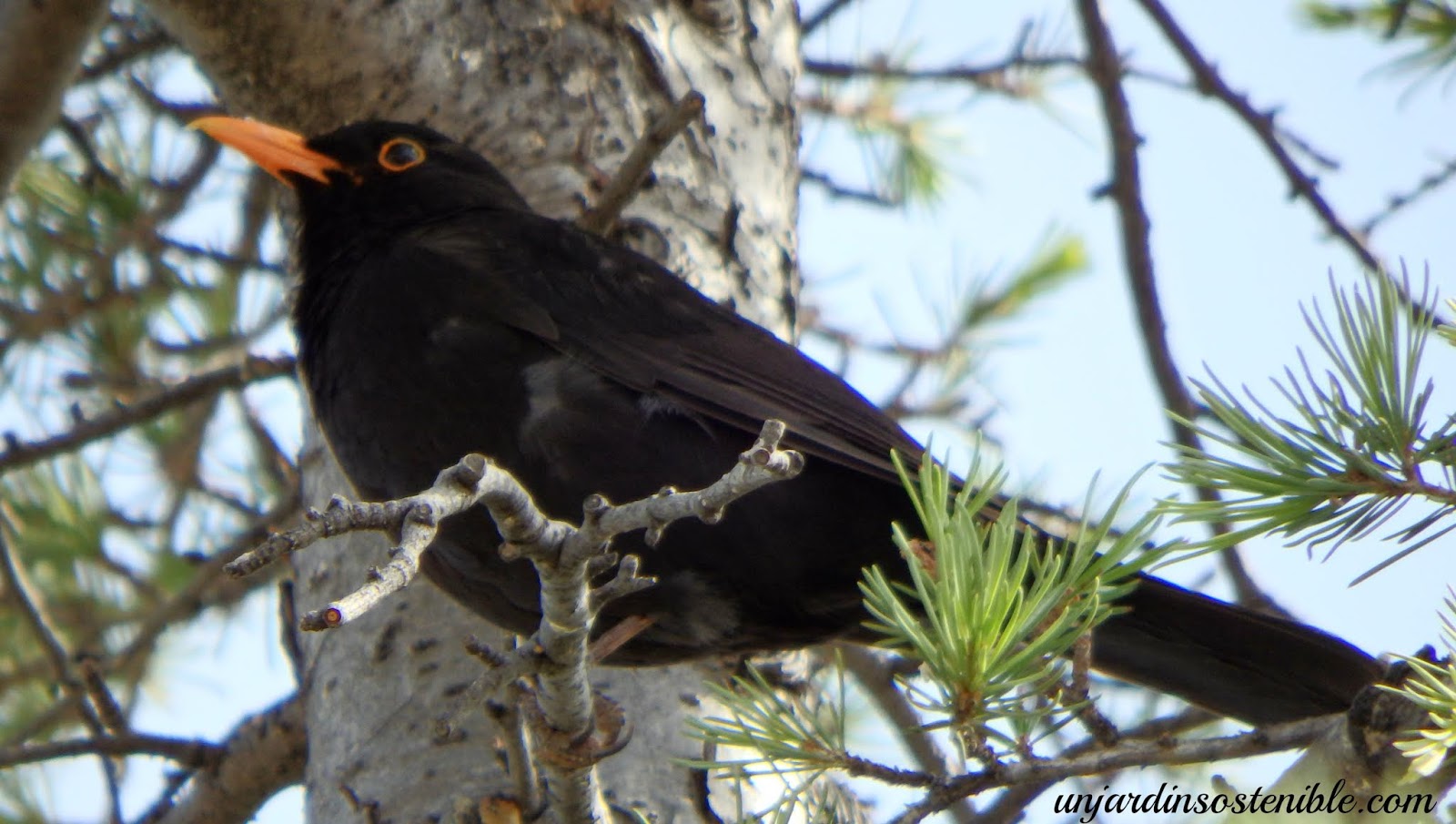 Turdus Merula (Mirlo común)