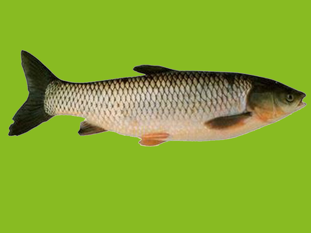 Grass Carp Fish | Modern Farming Methods