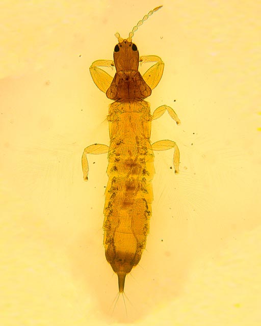 INSECTOS DE P.R. In Memoriam Dr Luis F Martorell y Dr Alain Liogier ,DR ...