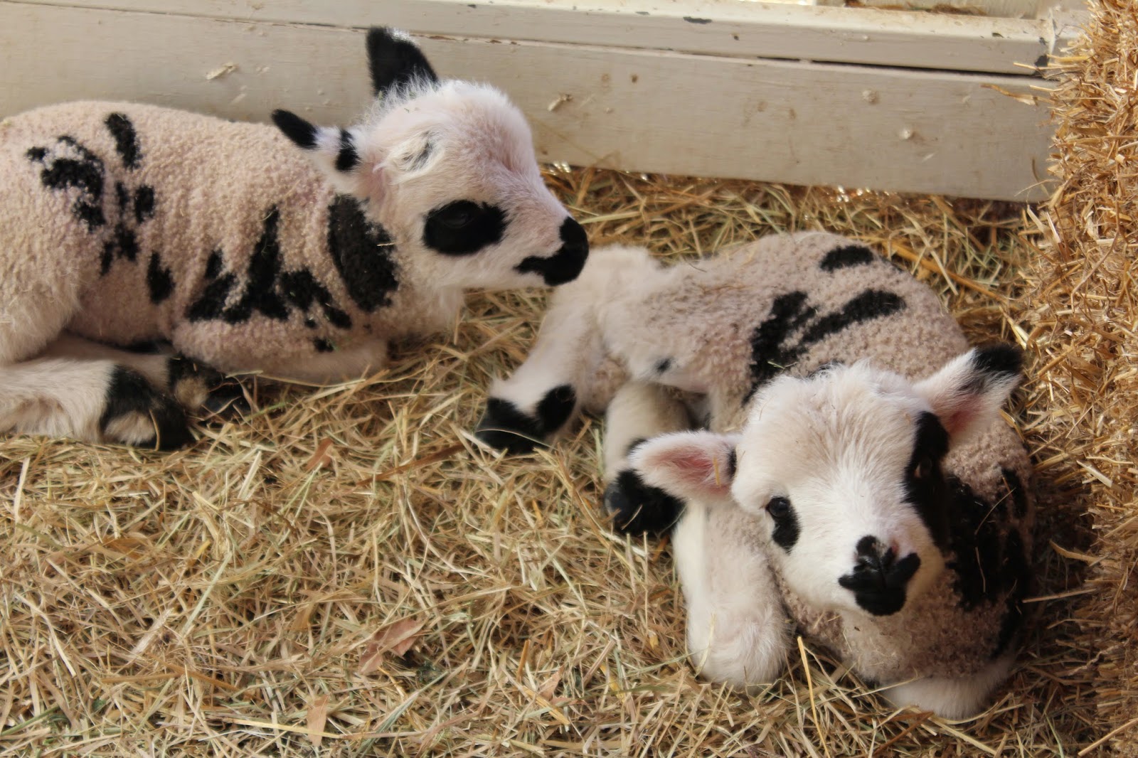More Little Lambs