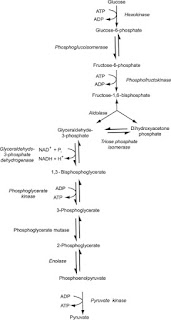 GLYCOLYSIS, KREB CYCLE AND ELECTRON TRANSPORT CHAIN AND FILA TABLE
