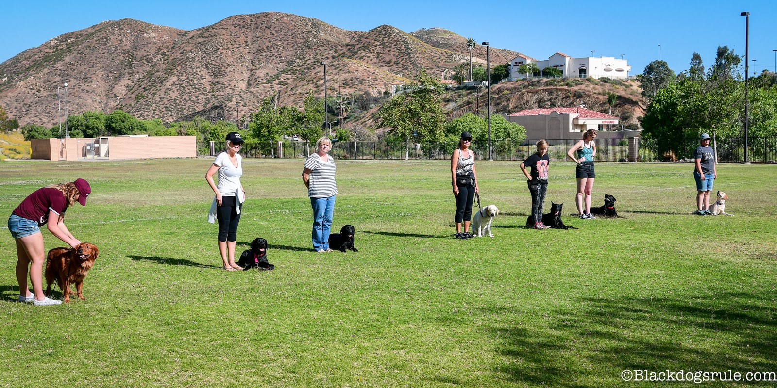 Fun Activities For You And Your Dog