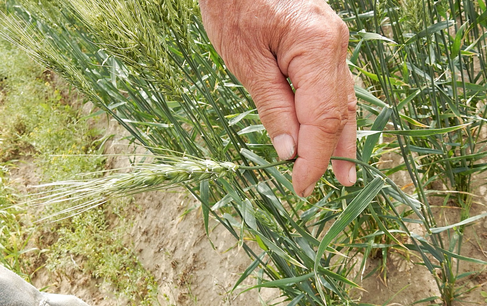 Wheatavore: Alaska-grown whole wheat bread soon to be offered at Fire ...