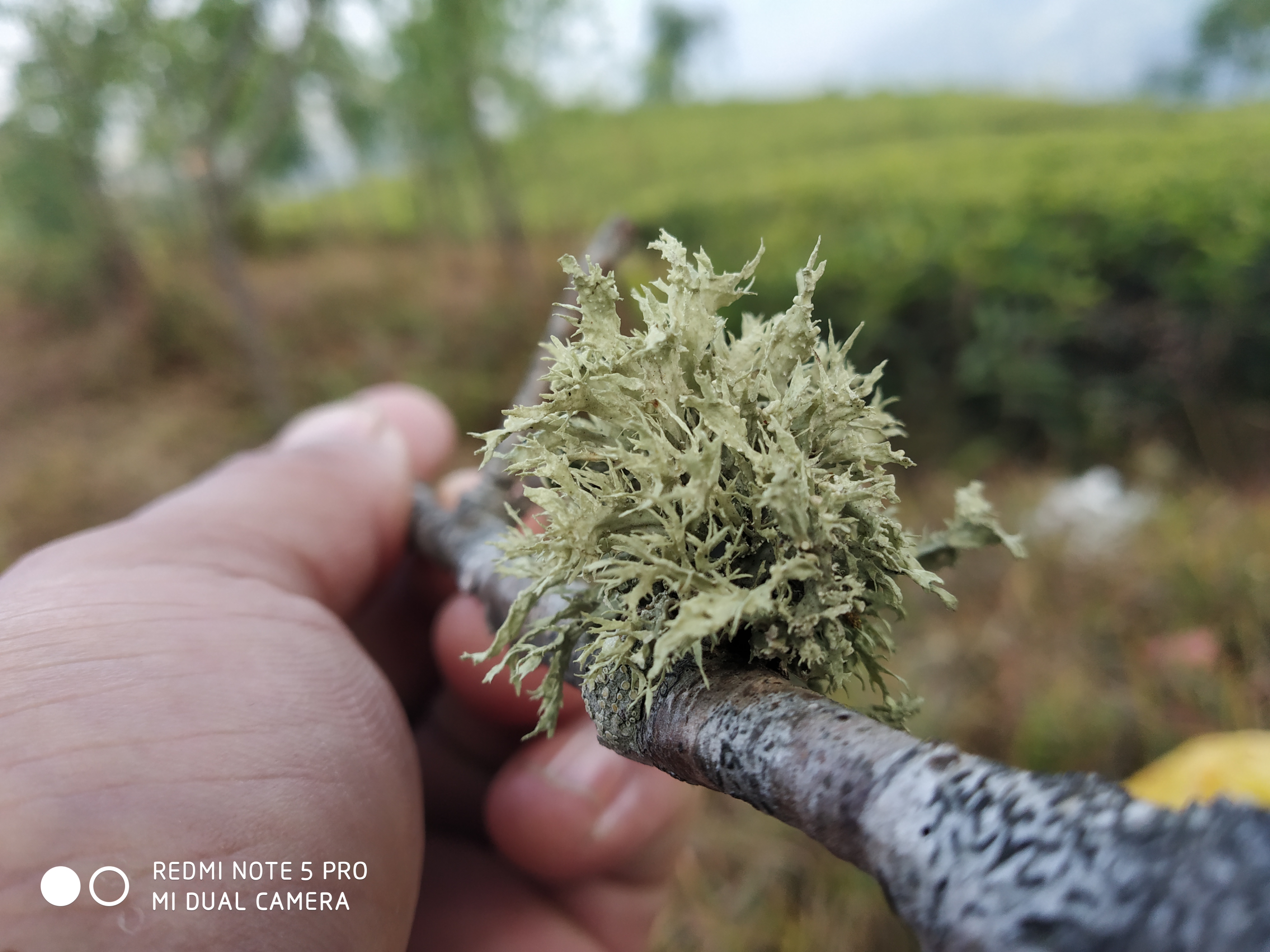 Sanjay Subba Official