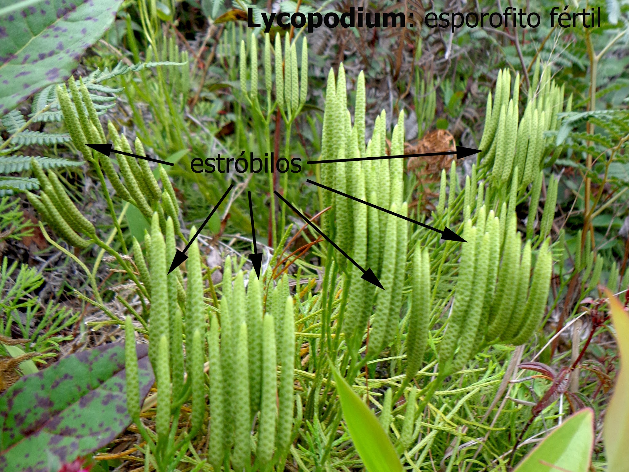Lycophyta, Lycopodiophyta o Microphyllophyta ~ Rimega: Revista de ...