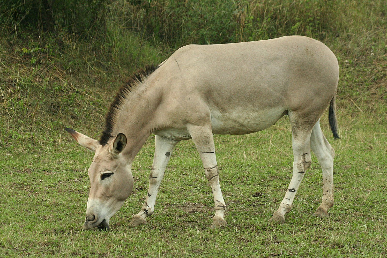 World Horse: UNA GRAN VARIEDAD: LOS ASNOS, LAS CEBRAS, LAS MULAS ...