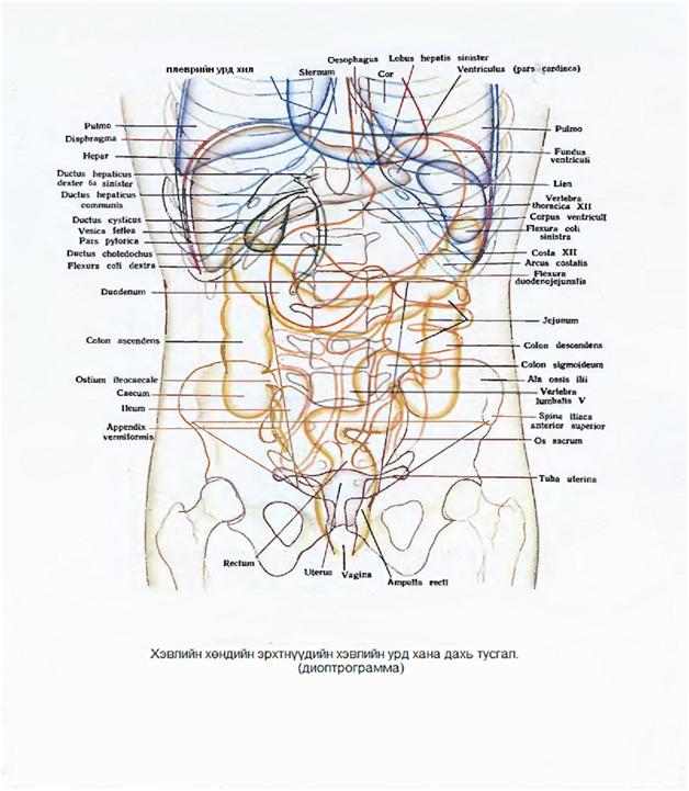 Хэрэгтэй мэдээлэлээ ав: Лекц №2 Хэвлийн урд хажуу хананы байршил зүйн ...