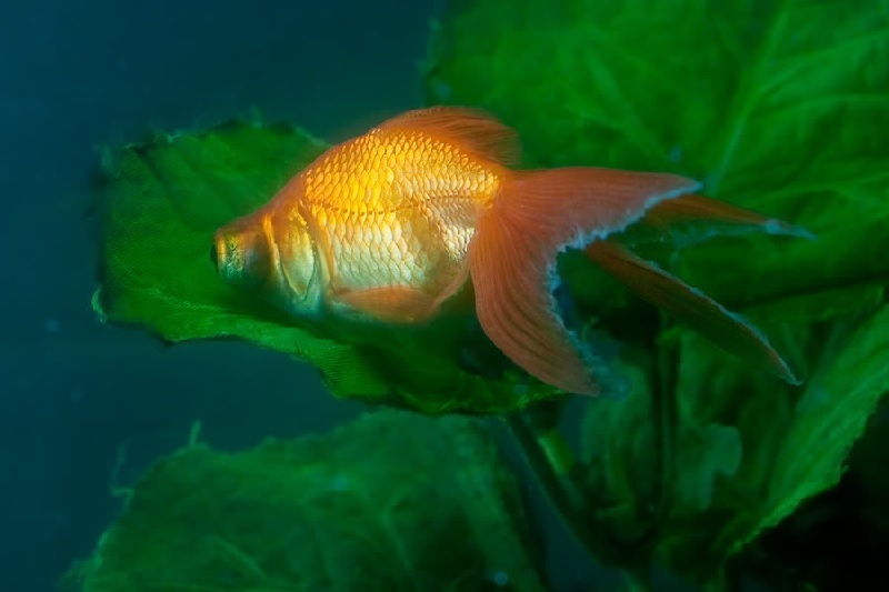 Ciri-Ciri Ikan Sakit atau Stress? Baca Ini