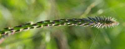 All about Ayurveda and Herbs: Achyranthes Aspera, Latjira, Apamarga ...