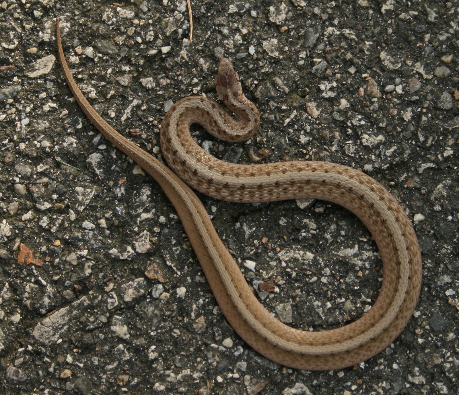 Spicebush Log A Brown Snake spicebush-log-a-brown-snake
