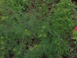 Herbs-Treat and Taste: FLIXWEED OR FLUXWEED - POPULAR OLD REMEDY FOR ...