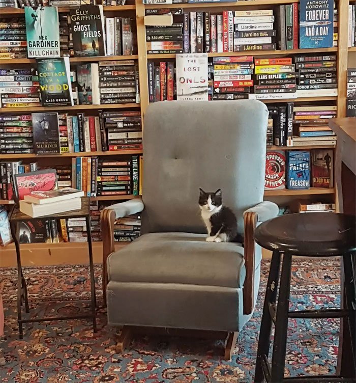 Leé un libro y adoptá un gato