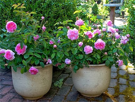 86+ Gambar Bunga Mawar Dalam Pot