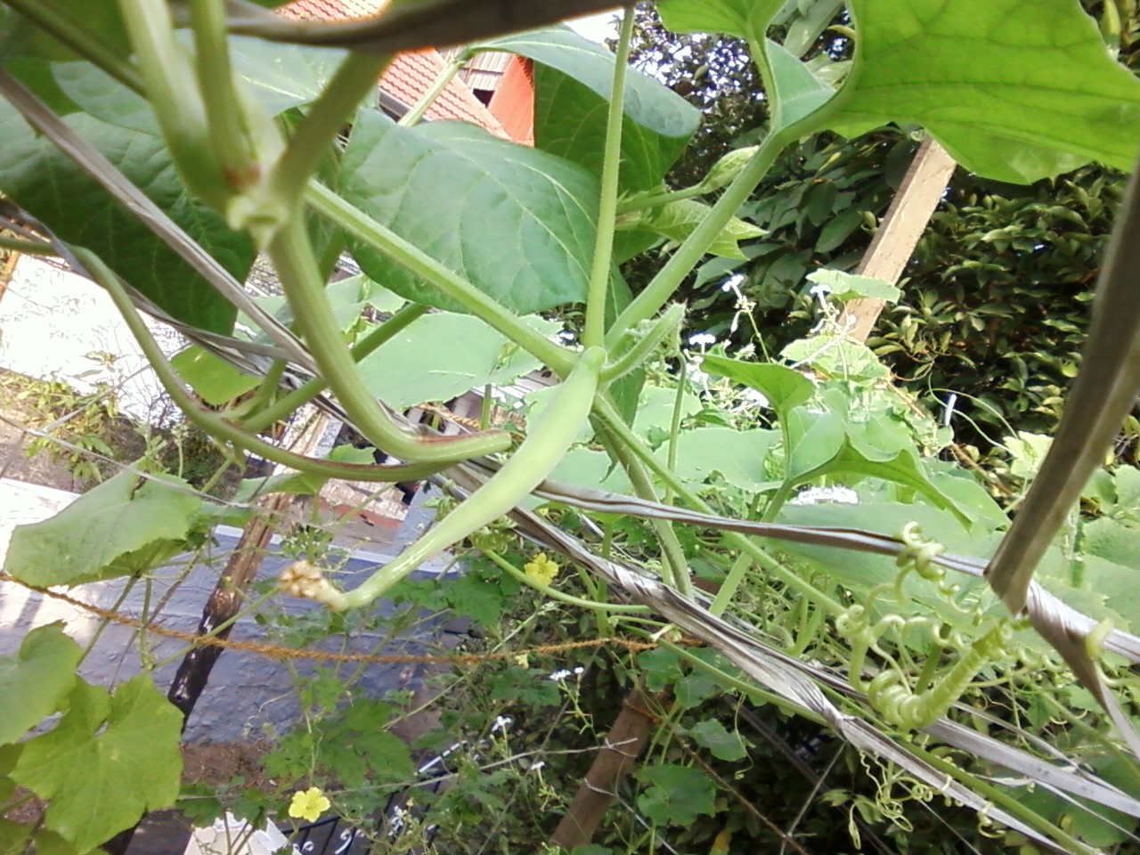 Teen's Kitchen Garden: Snake Gourd (Padavalanga)