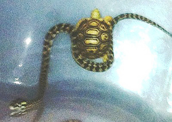 Rice, Beans and Razor Blades!: Man tries to catch plane with snakes and ...