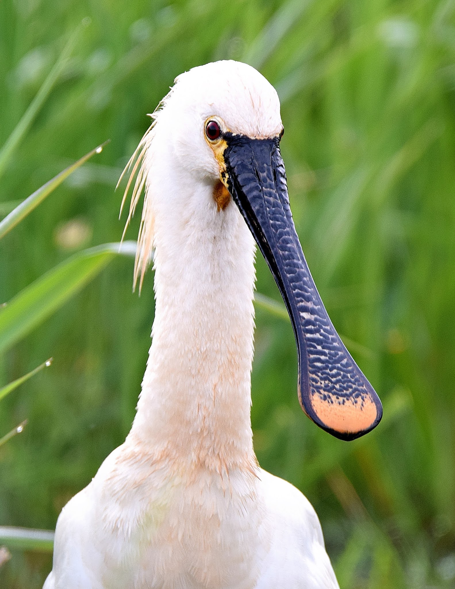 Friese-natuurfotografie: Lepelaar (Platalea leucorodia)