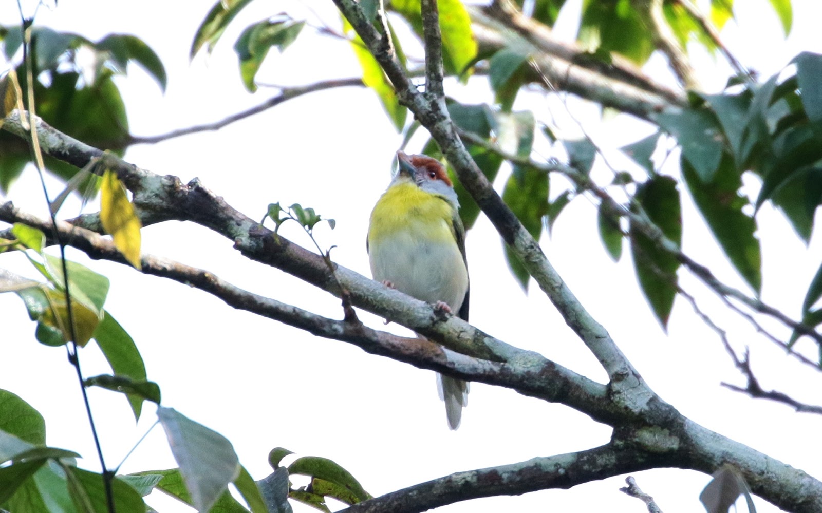 Nuestro bello mundo...: Pajareando en el Parque Nacional Macarao ...